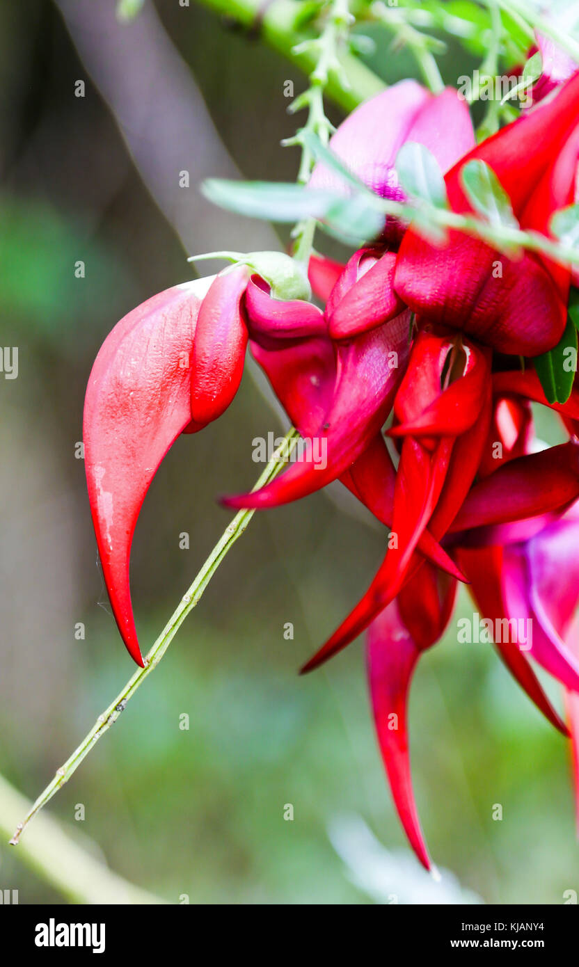 Clianthus puniceus, common name kaka beak, is a species of flowering ...