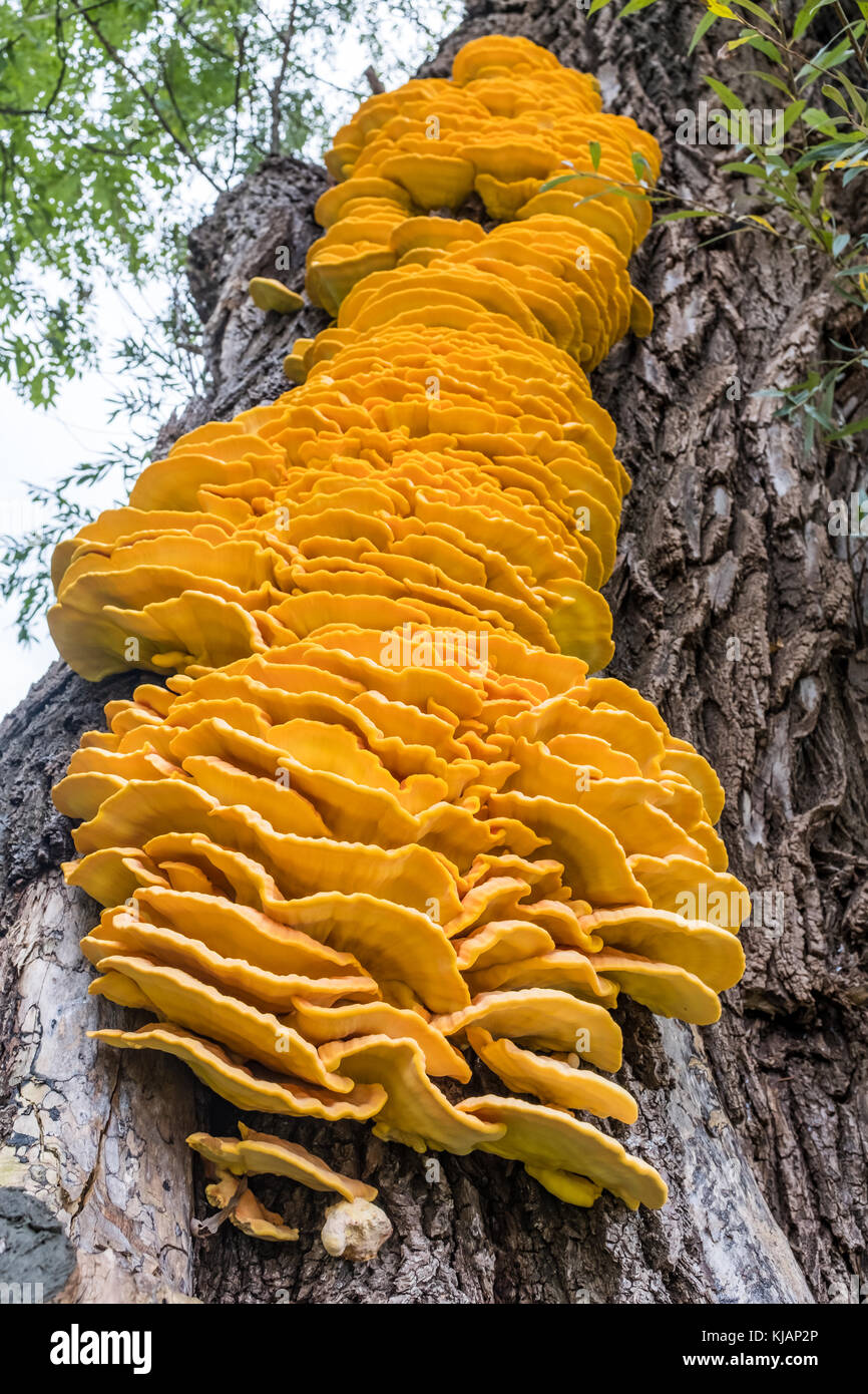 Bright orange fungus on tree hi-res stock photography and images - Alamy
