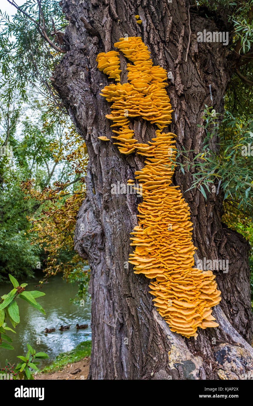 Huge yellow bracket fungus Laetiporus sulphureus on a tree near a river ...