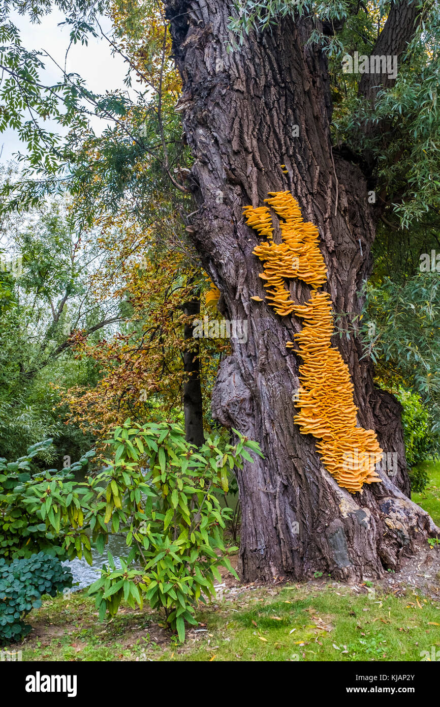Yellow tree fungus hi-res stock photography and images - Alamy