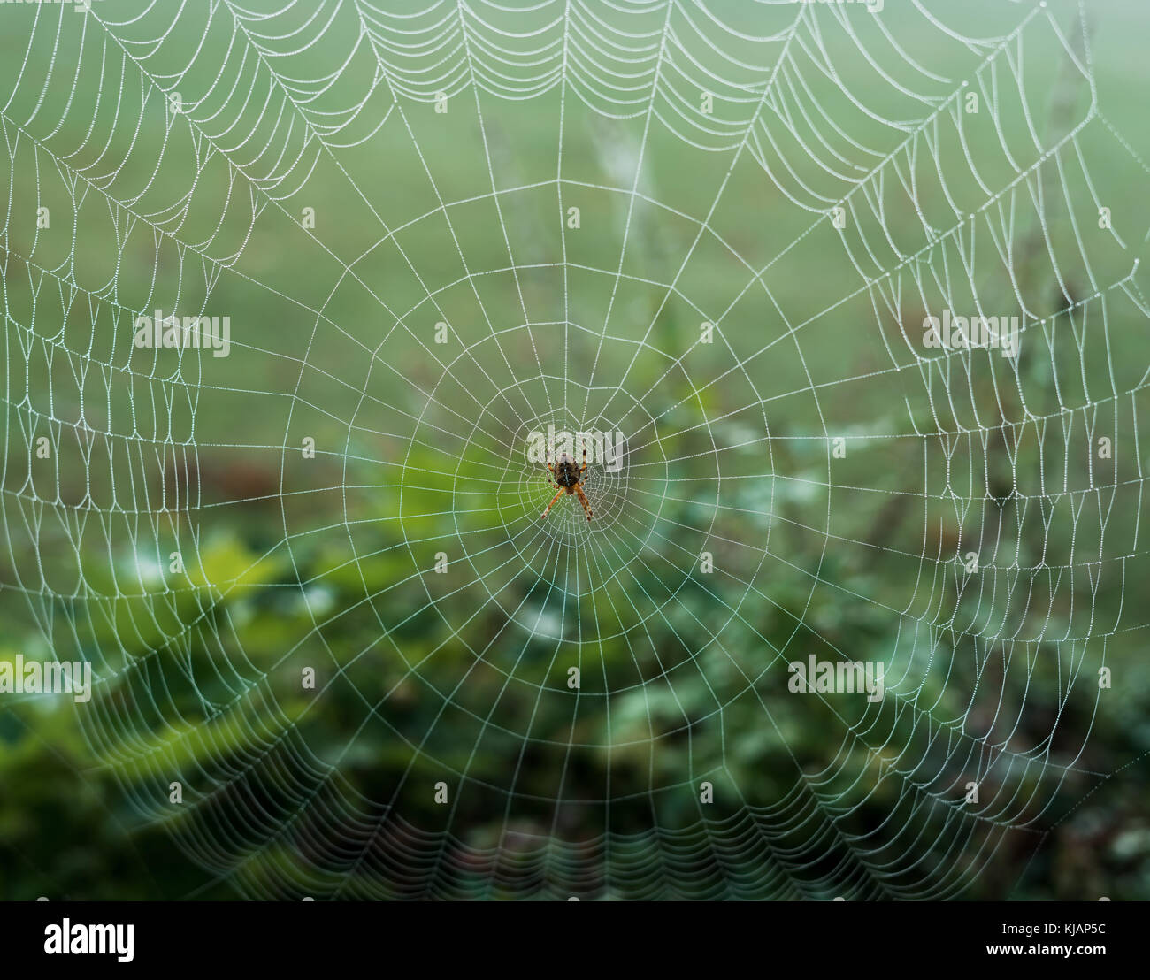 Spider and spider web in the morning dew Stock Photo - Alamy