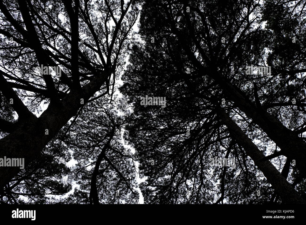 Twisted pine trees of the Huangshan mountains in China Stock Photo - Alamy