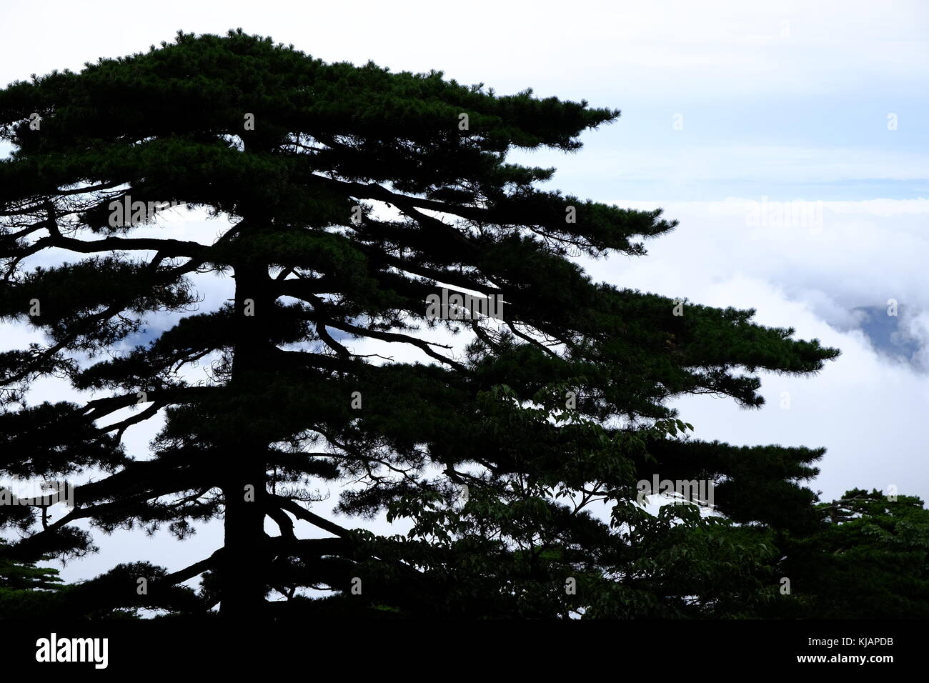 Twisted pine trees of the Huangshan mountains in China Stock Photo - Alamy