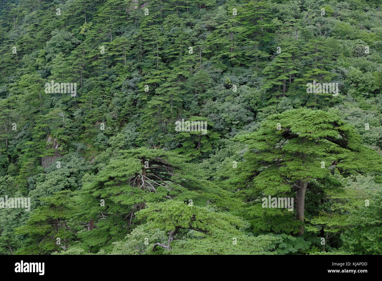 Mystical pine tree forest on the ridges of Huangshan mountains in China ...