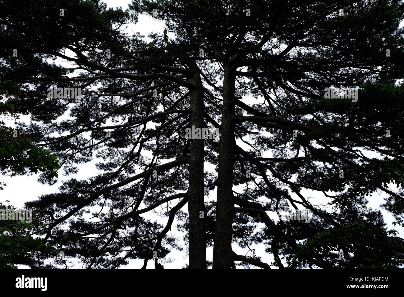 Twisted pine trees of the Huangshan mountains in China Stock Photo - Alamy