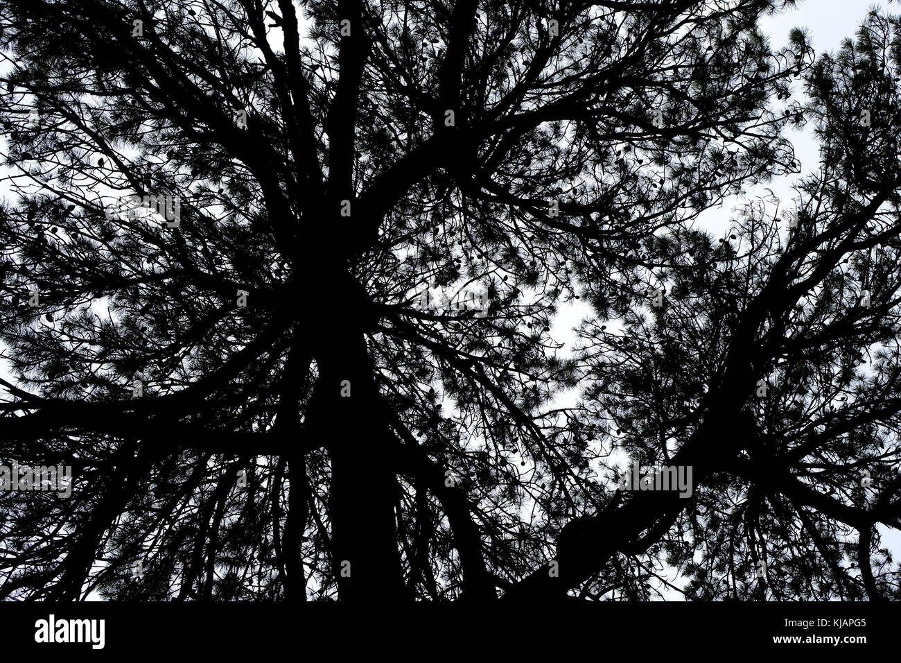 Twisted pine trees hi-res stock photography and images - Alamy