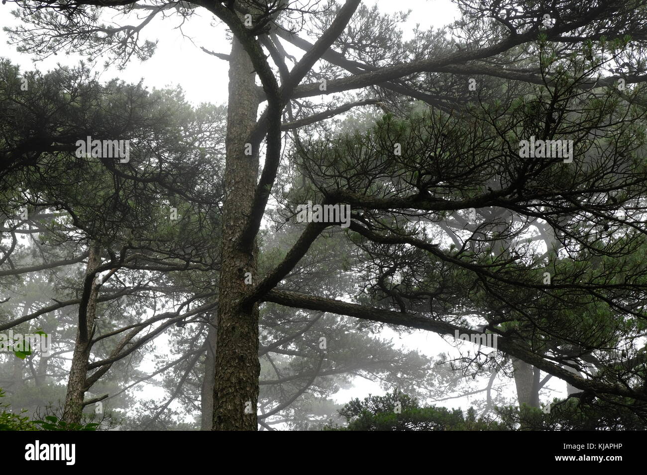 Mystical pine tree forest on the ridges of Huangshan mountains in China ...