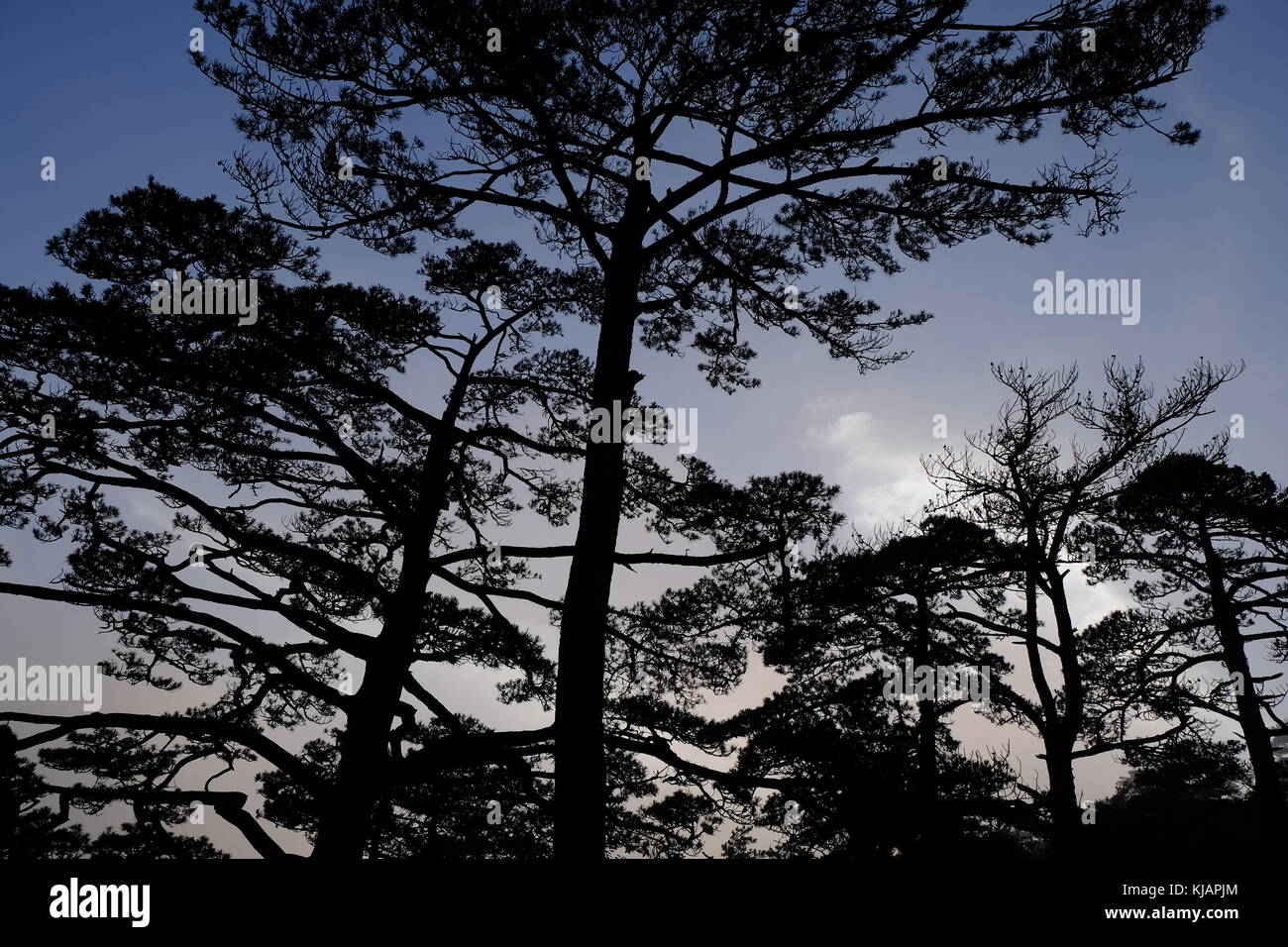 Mystical pine tree forest on the ridges of Huangshan mountains in China ...