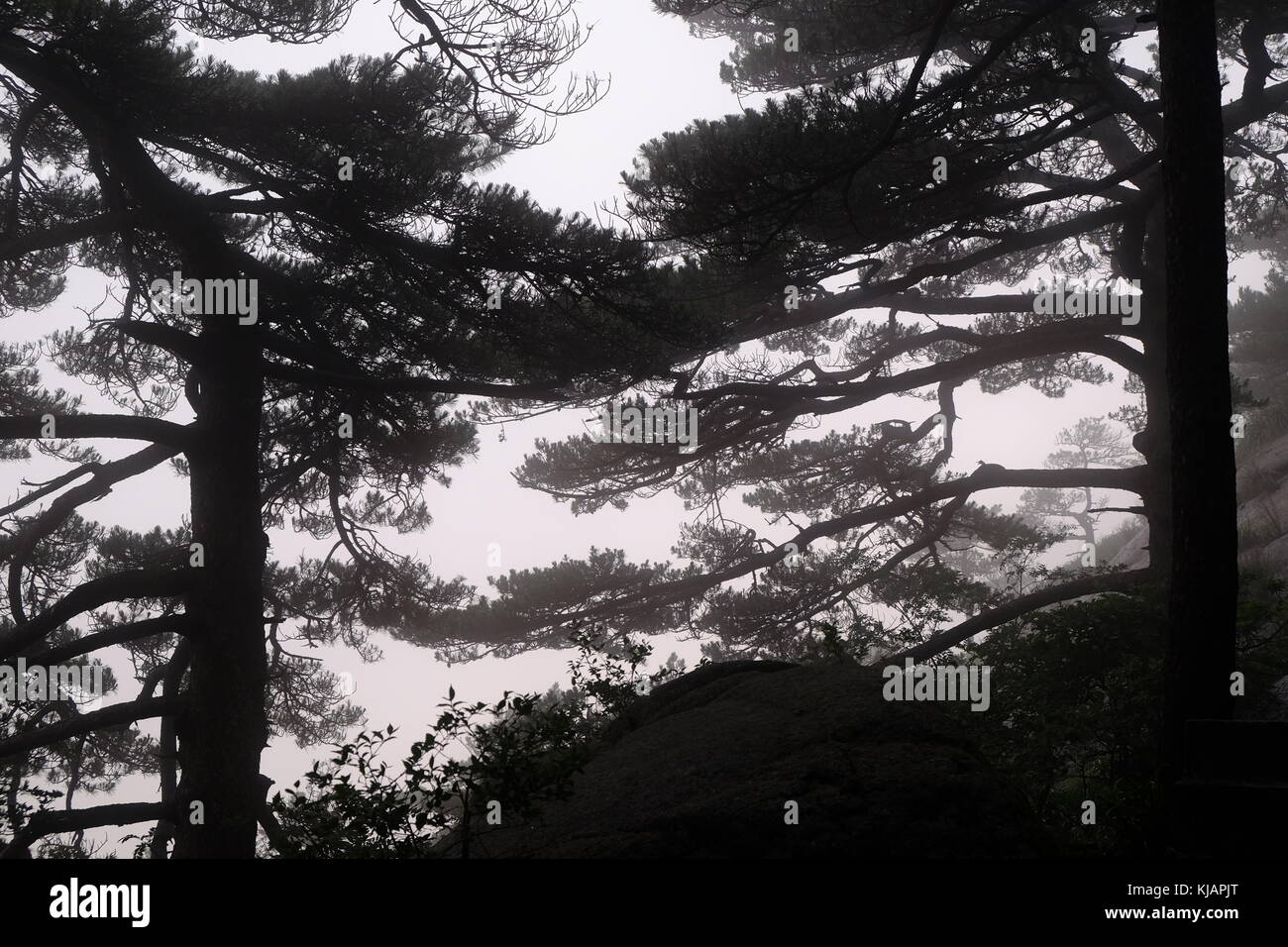 Mystical pine tree forest on the ridges of Huangshan mountains in China ...
