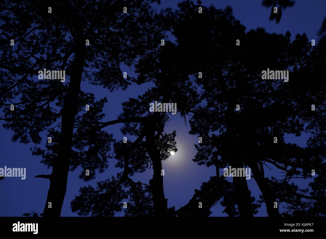Full moon behind the twisted pines of the Huangshan mountains in Anhui ...