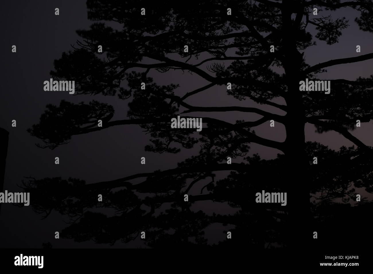 Twisted pine trees of the Huangshan mountains in China Stock Photo - Alamy