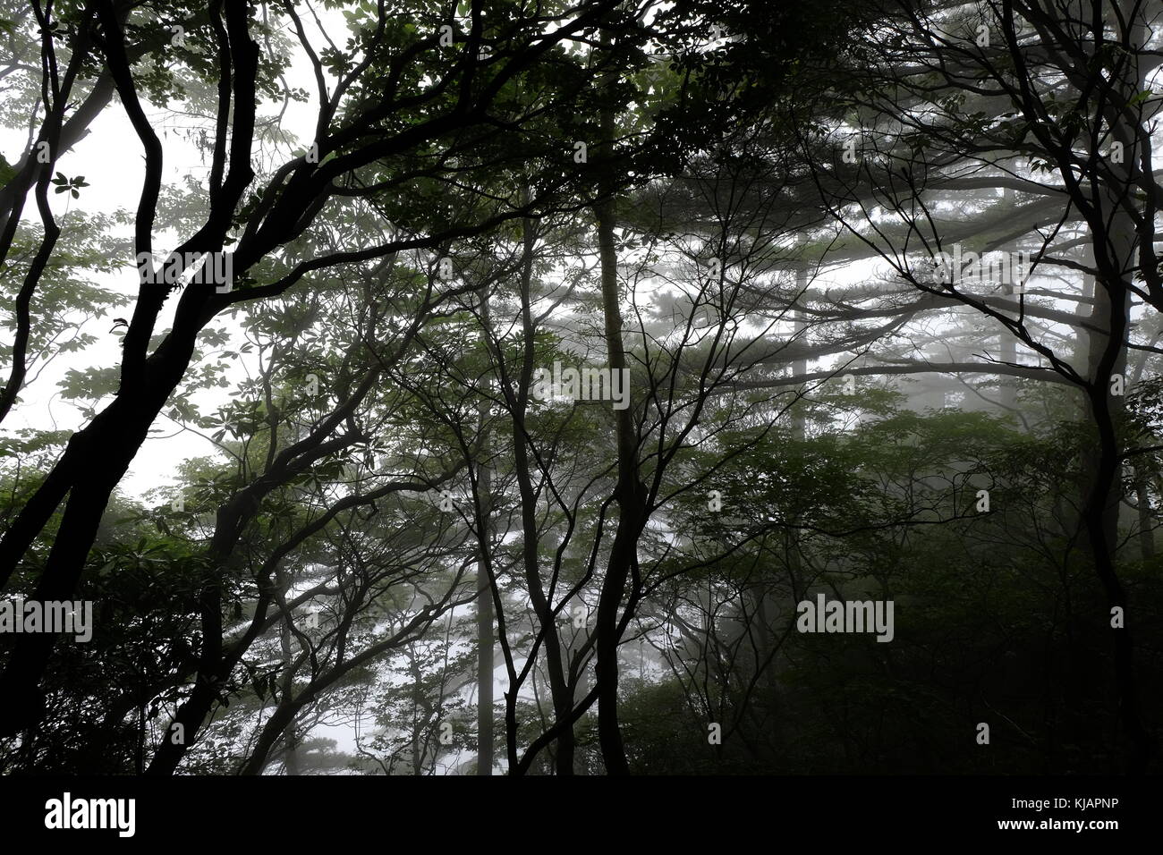 Foggy mystical pine tree forest halfway up to the Huangshan mountains ...