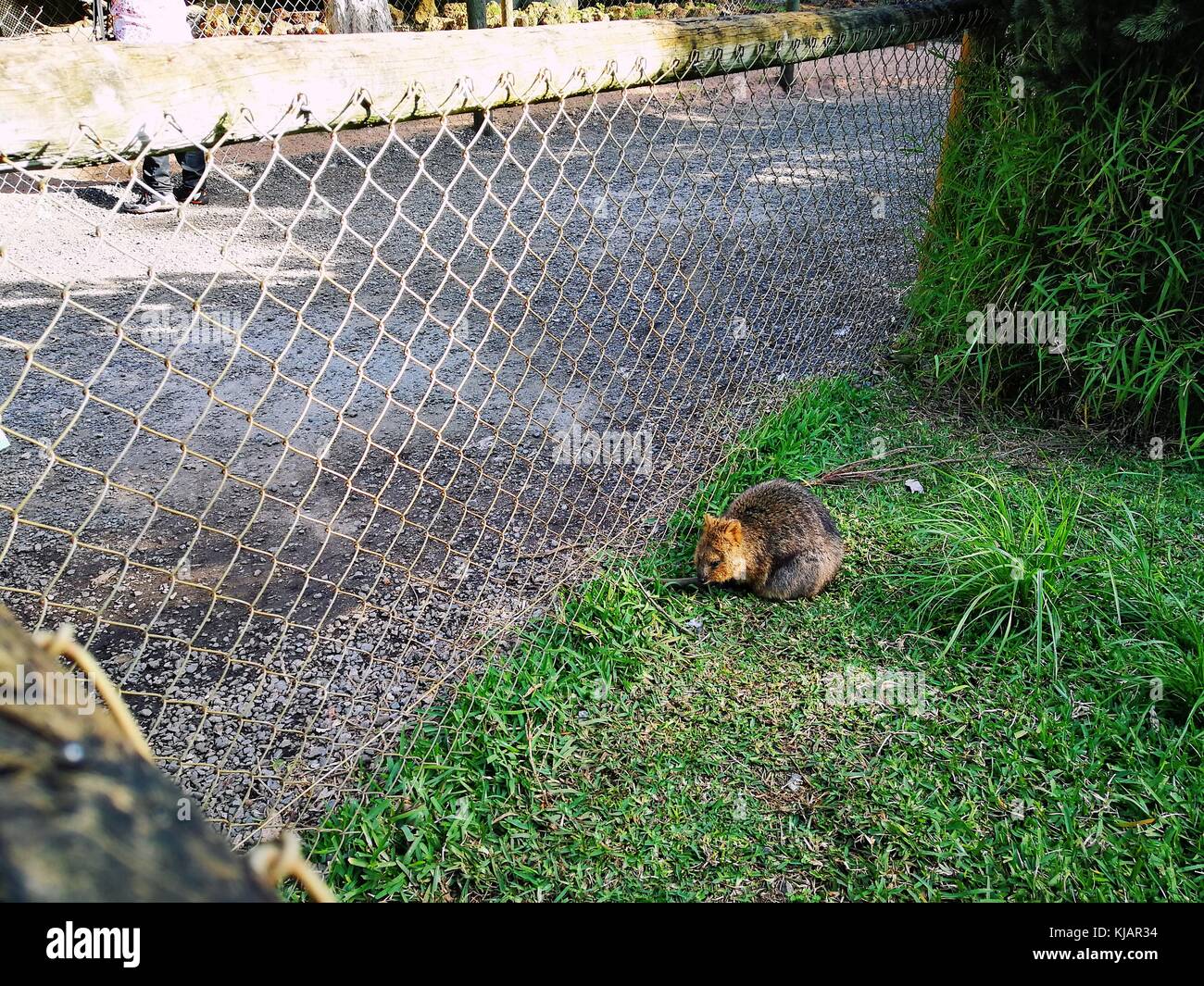 Perth, Australia - 5 September 2017: Quokkas belong to the marsupial ...