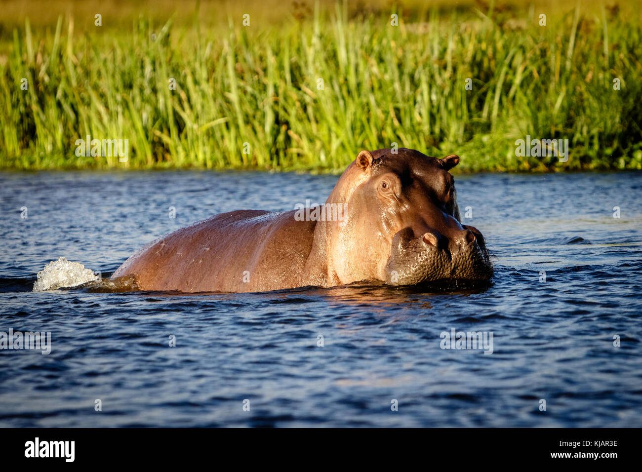 A lonely hippo enjoying the sunset in the Nile river in Murchison Falls ...
