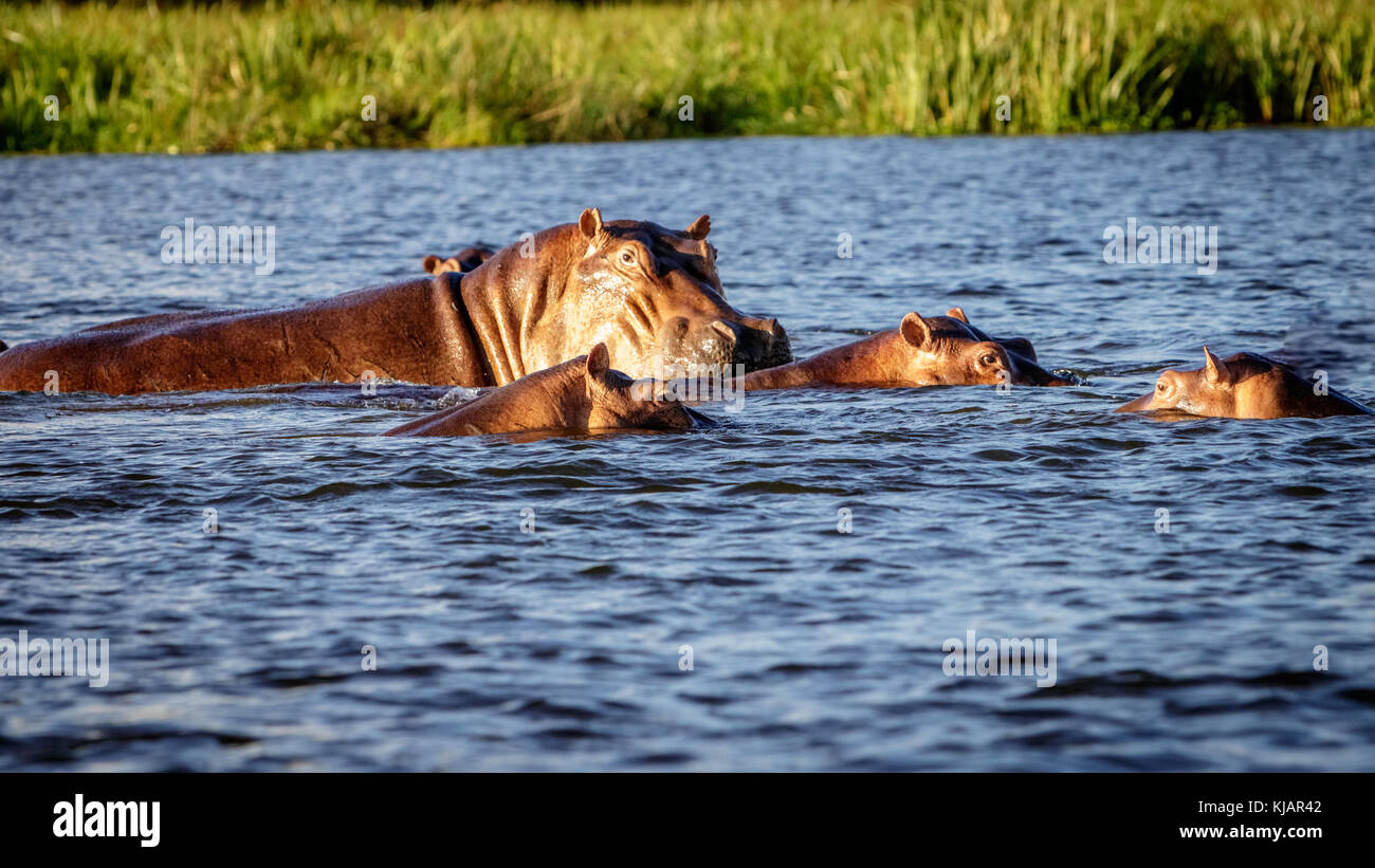 A group of hippo enjoying the sunset in the Nile river in Murchison ...
