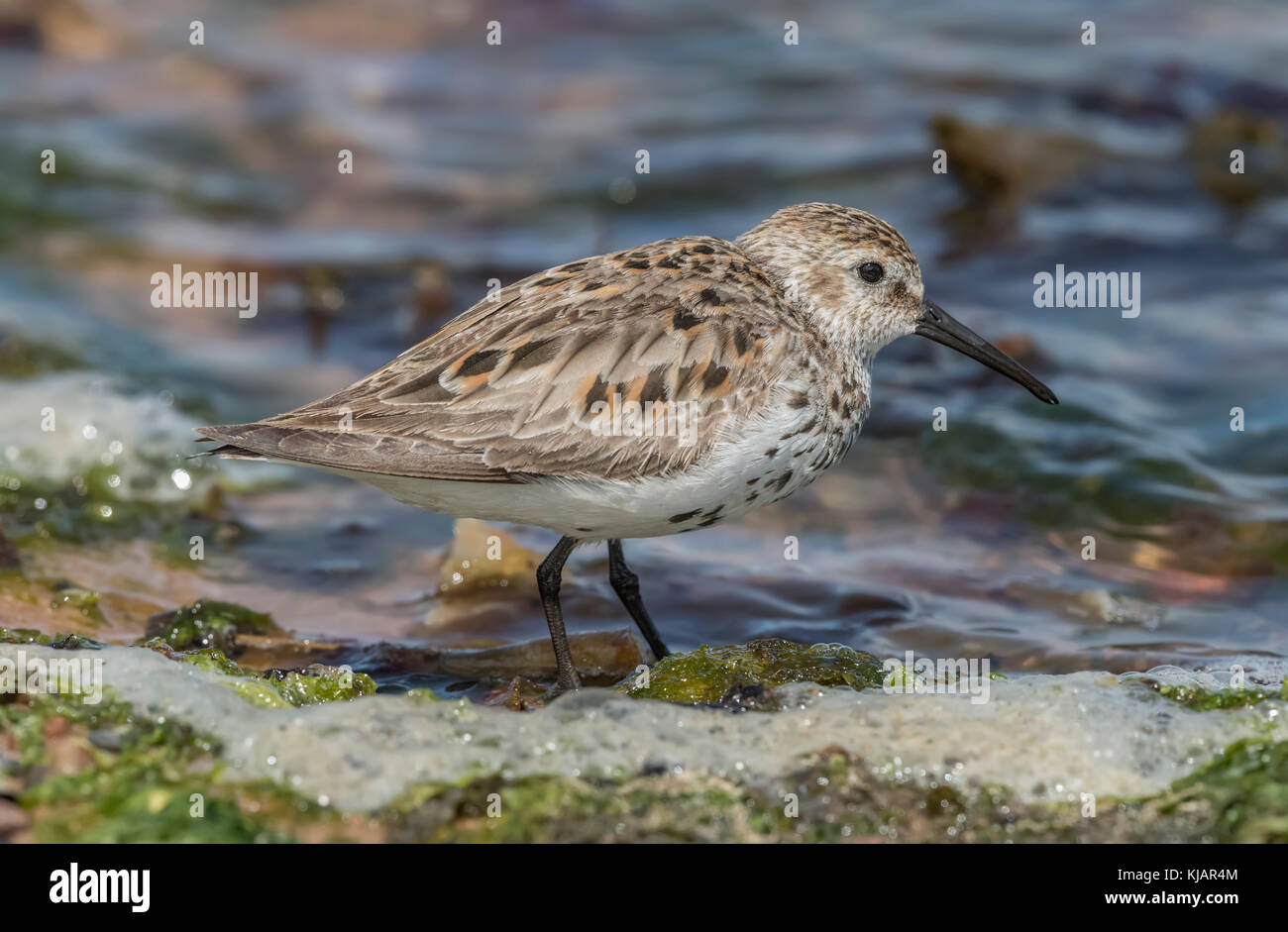 Dunlin on the shoreline at high tide Stock Photo - Alamy