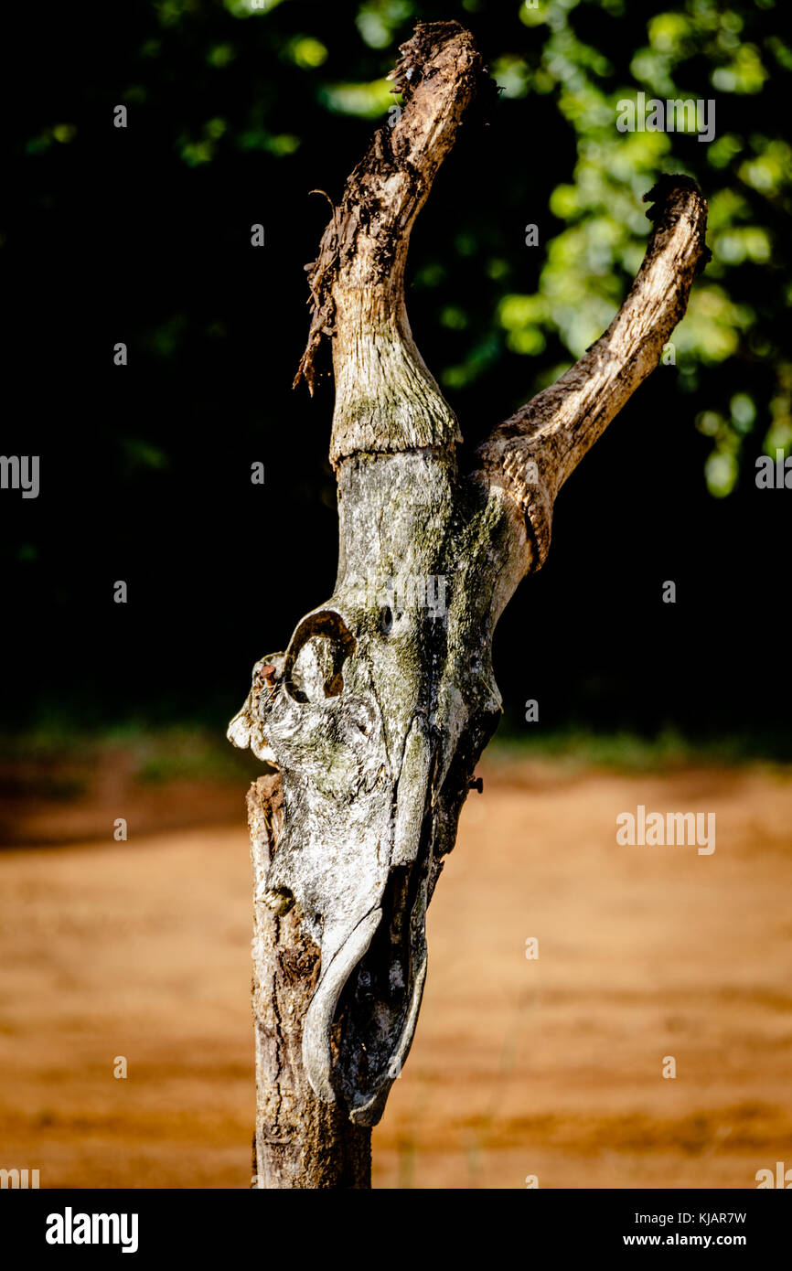 Skull on a pole hi-res stock photography and images - Alamy
