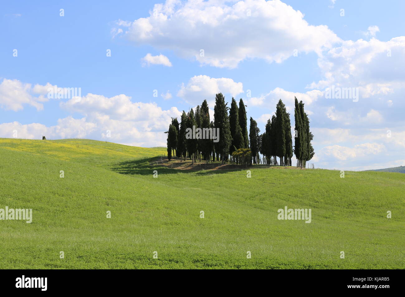 Poplar trees on a Tuscan hillside Stock Photo - Alamy