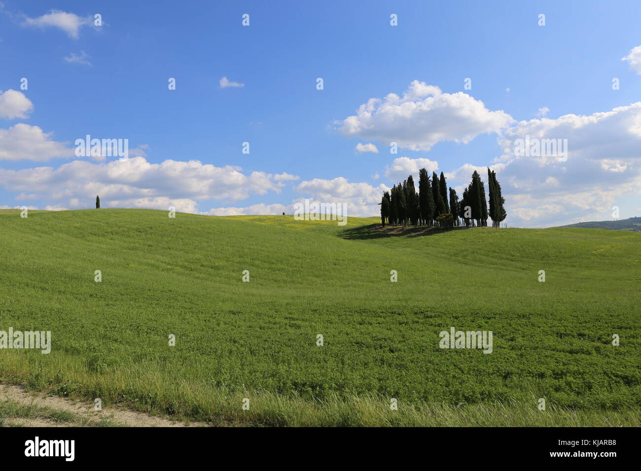 Poplar trees europe hi-res stock photography and images - Alamy