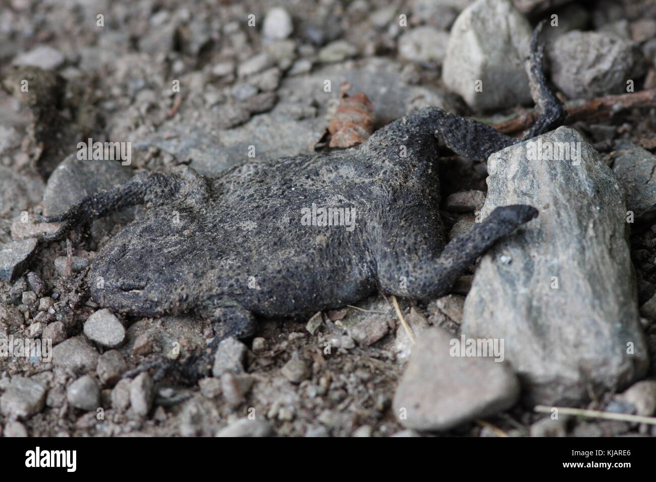 Death Of A Toad High Resolution Stock Photography and Images - Alamy