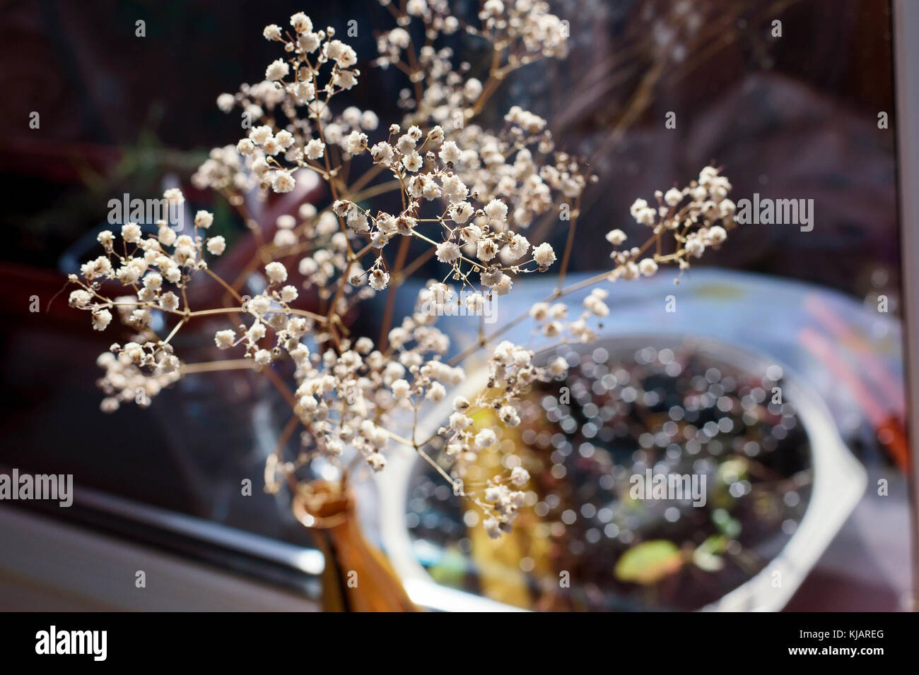 White dry flowers on the window Stock Photo - Alamy