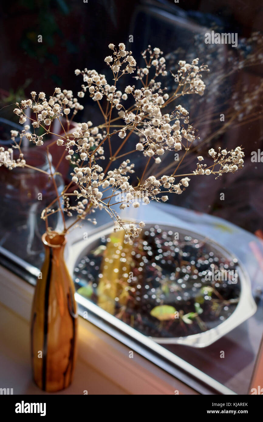 White dry flowers on the window Stock Photo - Alamy