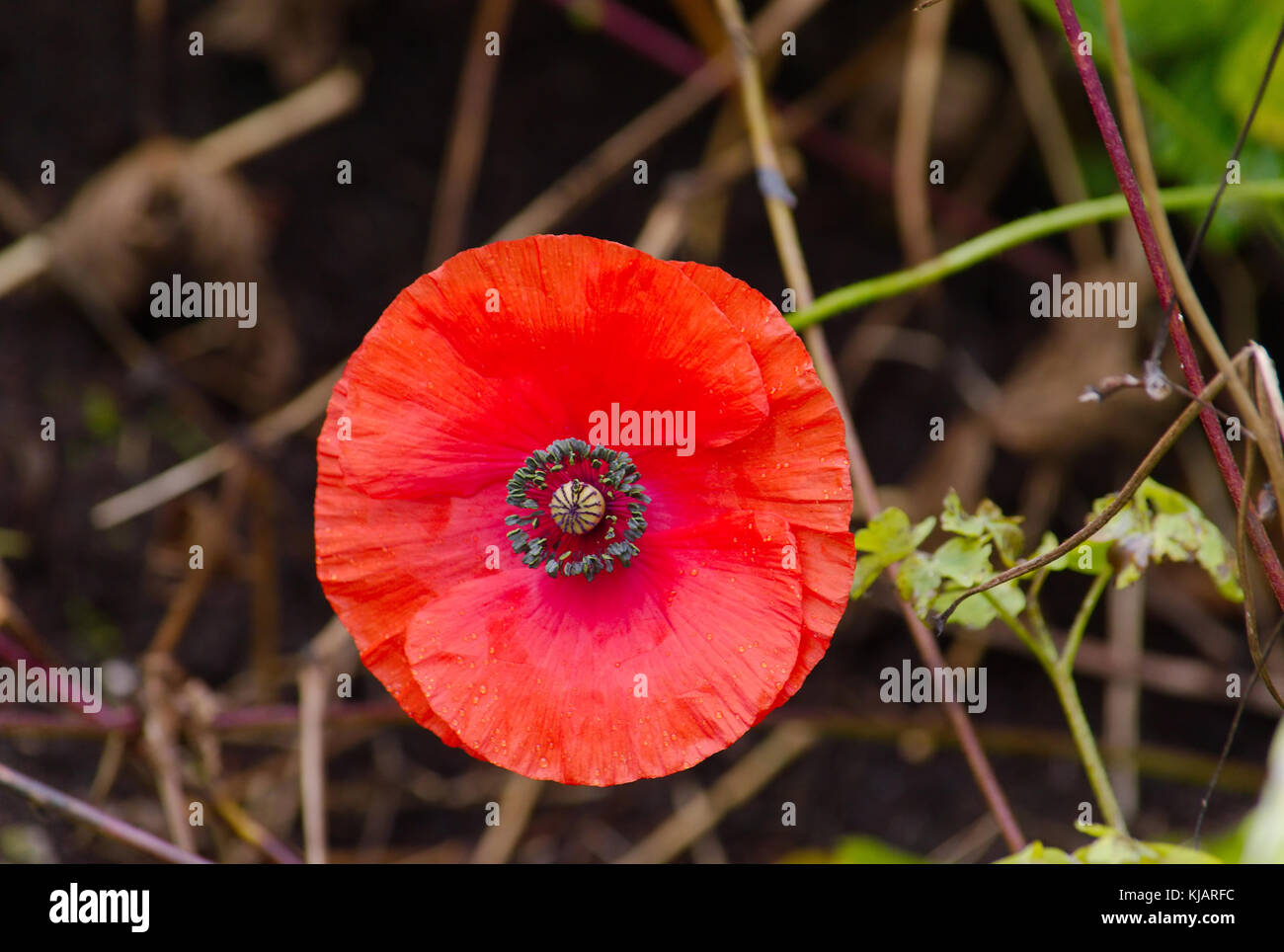 Echinops and a snail Stock Photo - Alamy