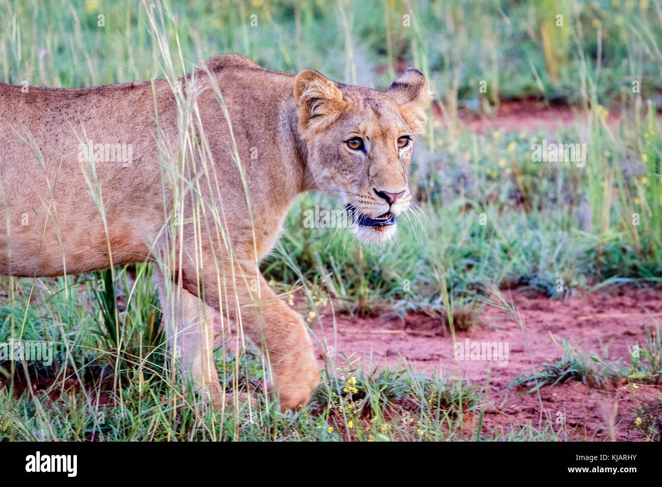A beautiful female lion enjoying the sun at an early morning in ...