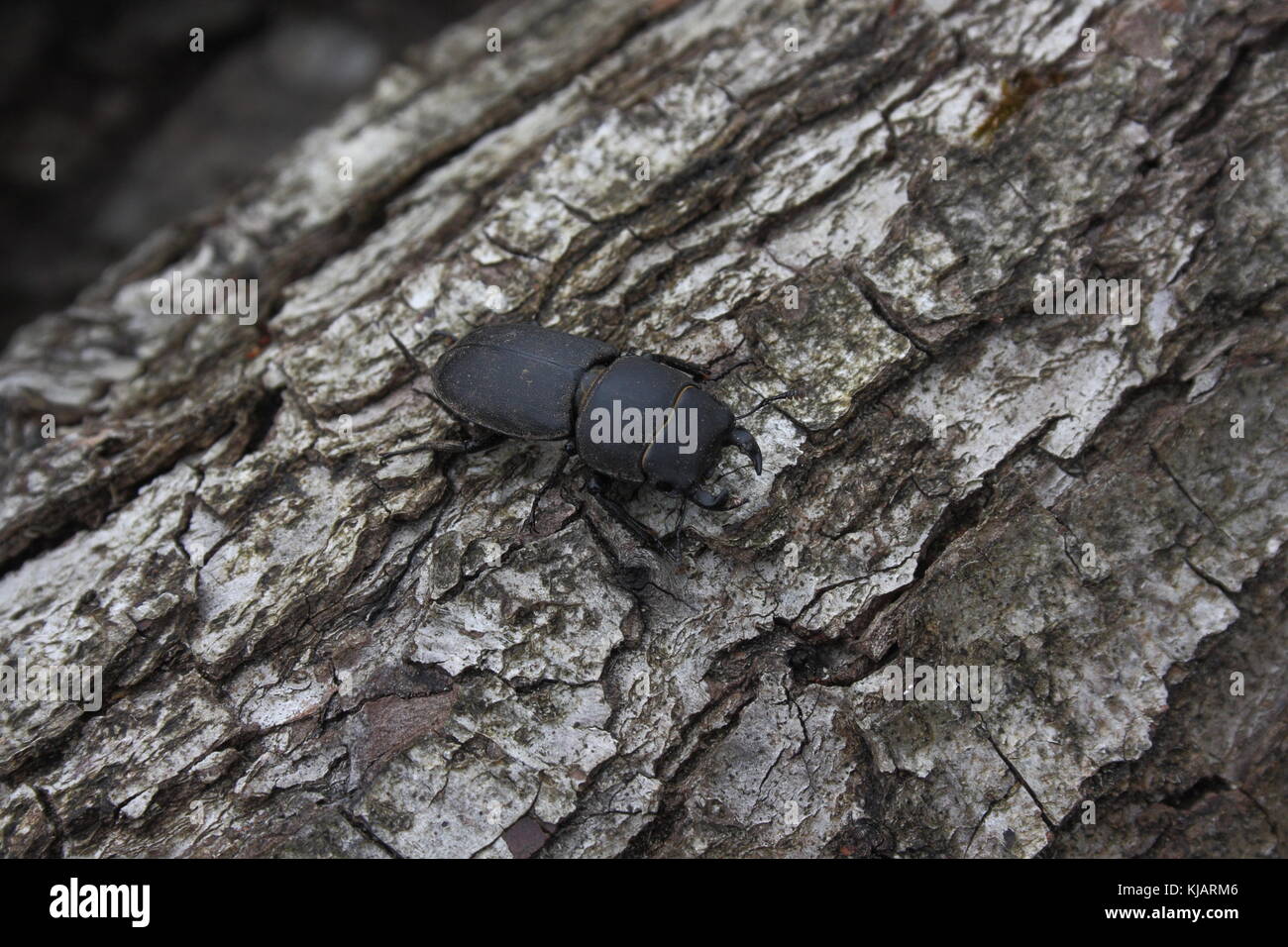 Stag Beetle On Log High Resolution Stock Photography and Images - Alamy