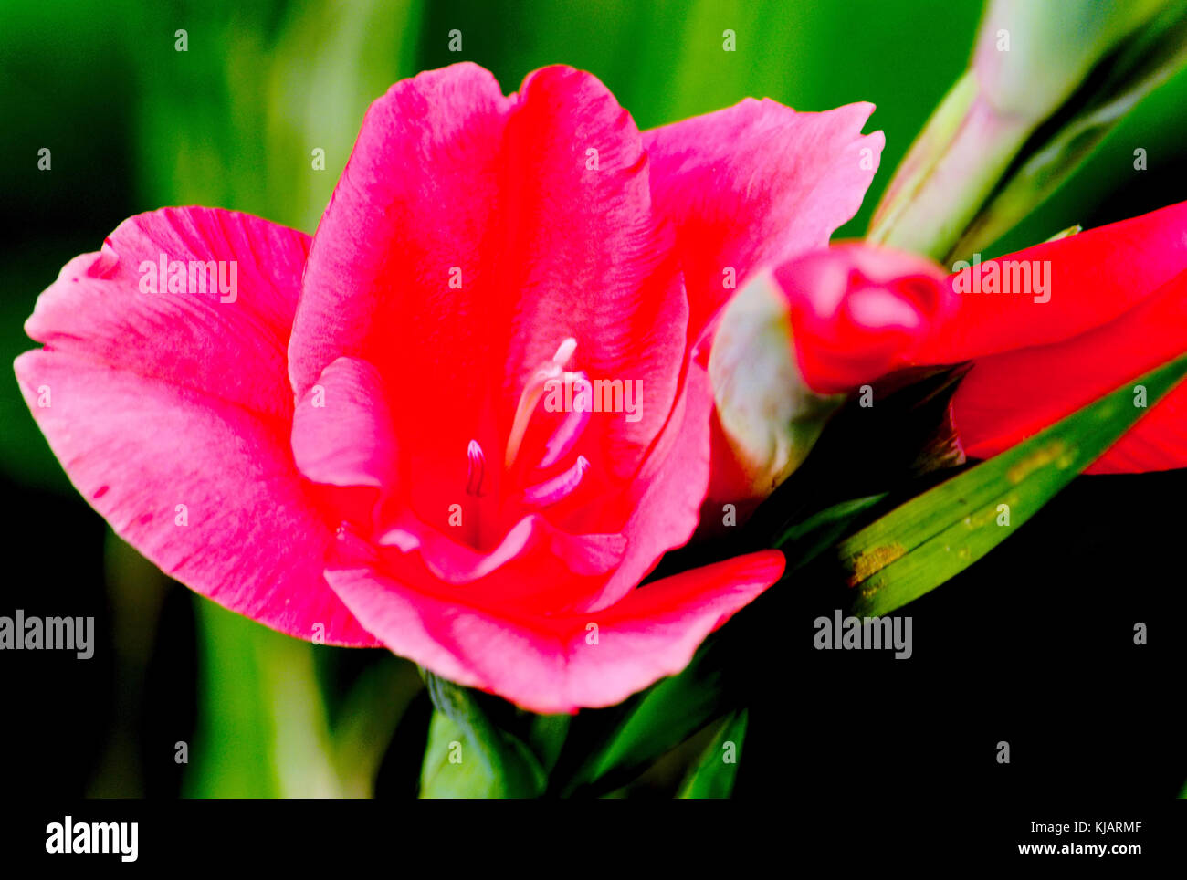 Echinops and a snail Stock Photo - Alamy