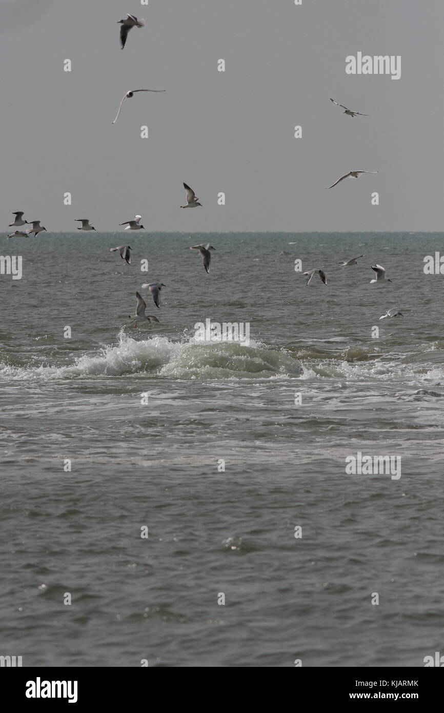 Blow fish hi-res stock photography and images - Alamy