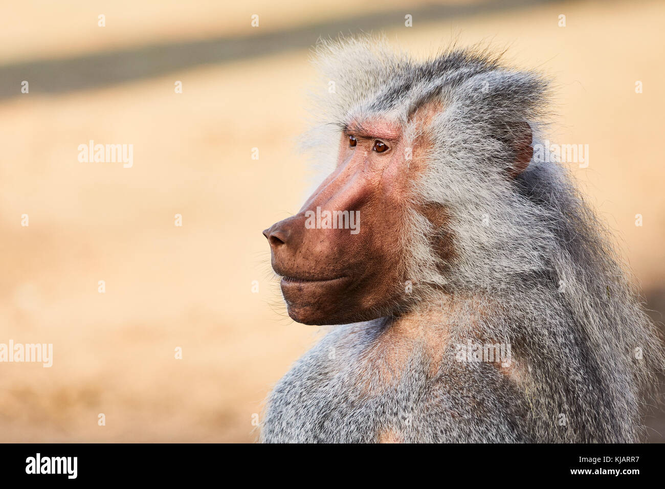 In profile portrait of a staring Baboon in the soft yellow evening ...