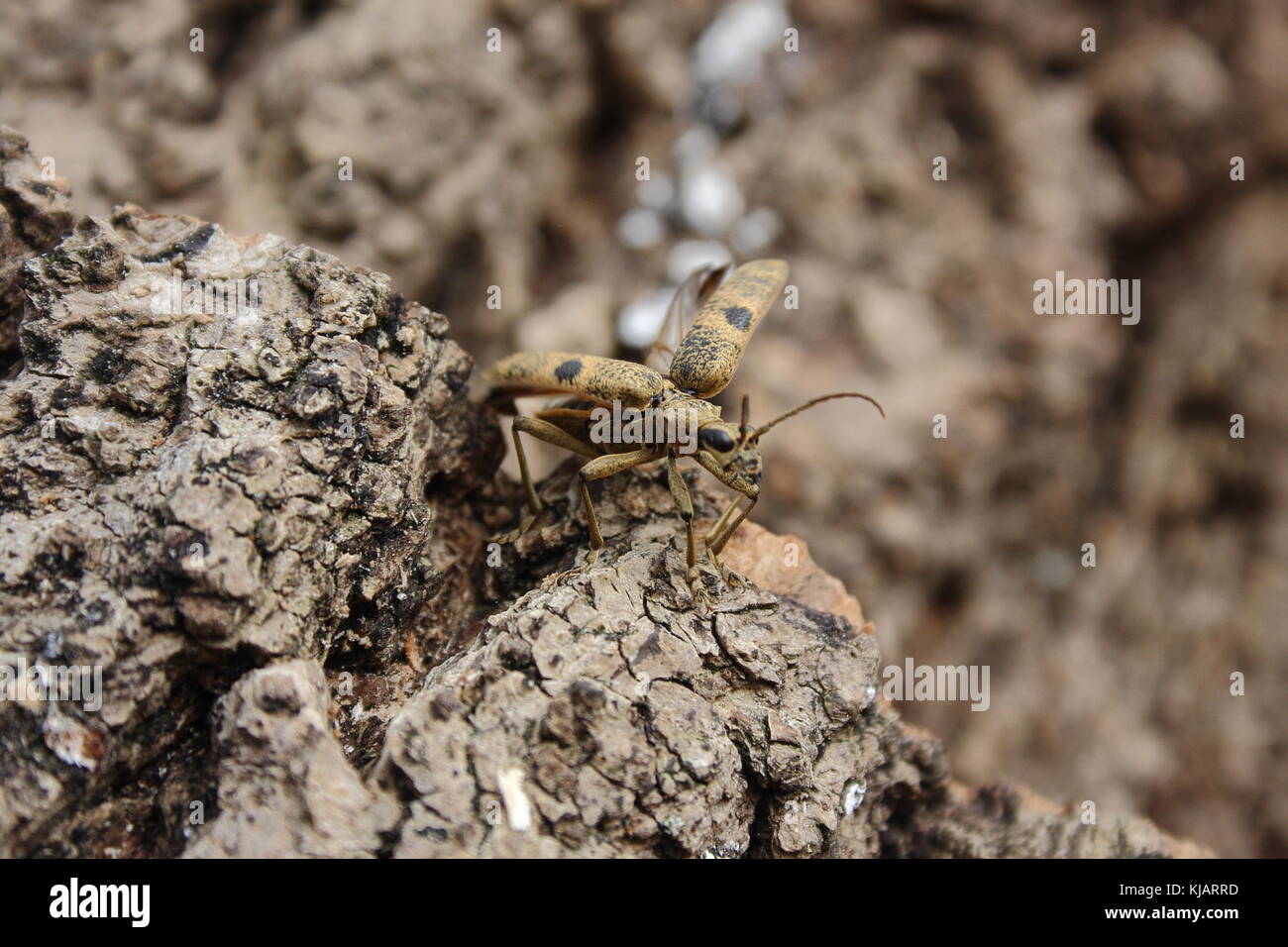 Longhorn beetle rhagium mordax hi-res stock photography and images - Alamy