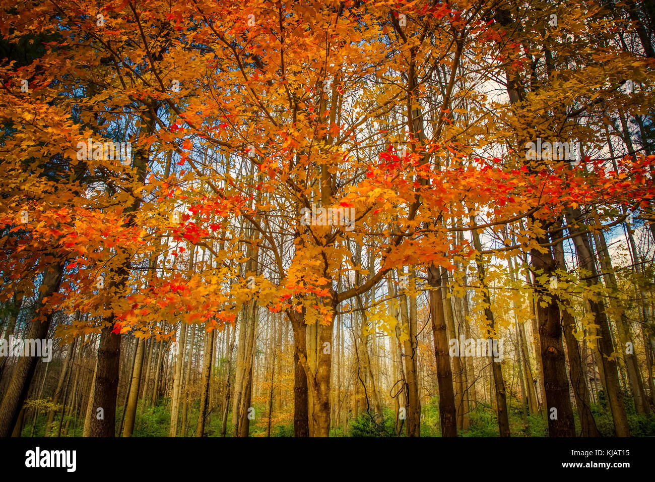 The colorful fall colors of a forest near Fairfax Station, Virginia ...