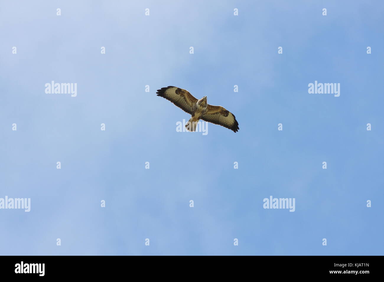 Buzzard underwing colors hi-res stock photography and images - Alamy