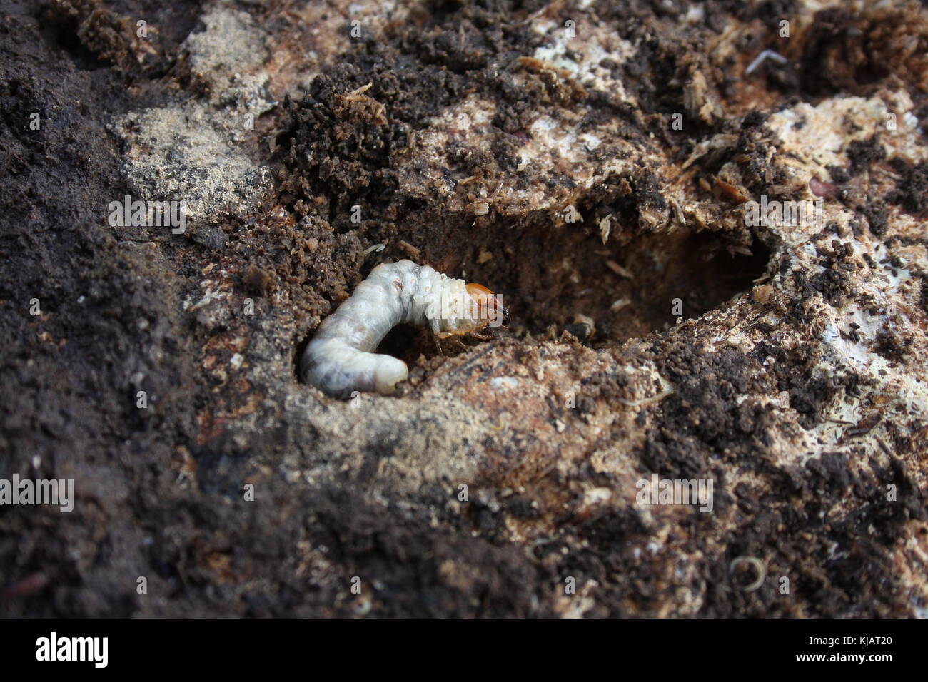Stag beetle in log hi-res stock photography and images - Alamy