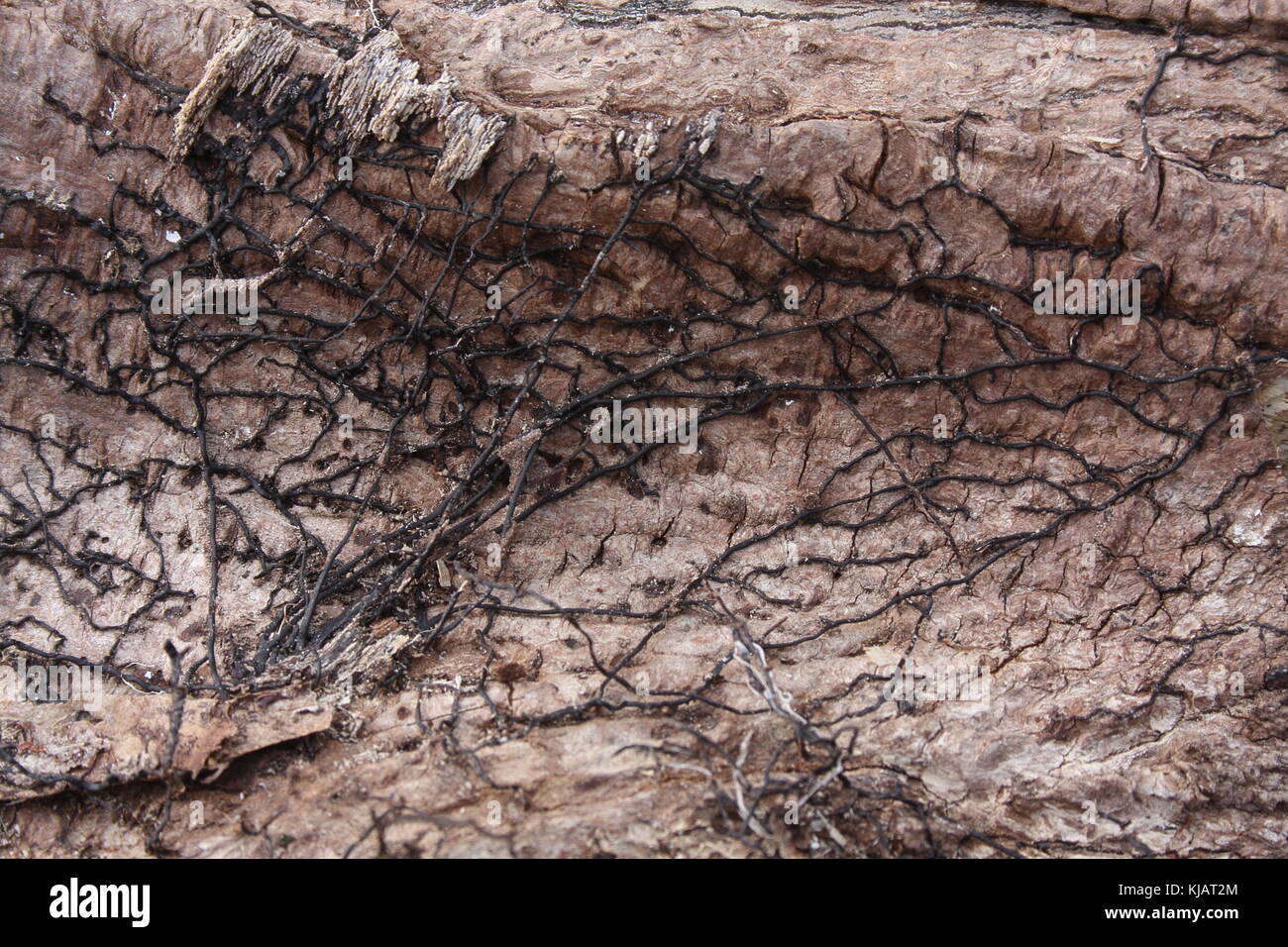 Bark Removed From Tree High Resolution Stock Photography and Images - Alamy