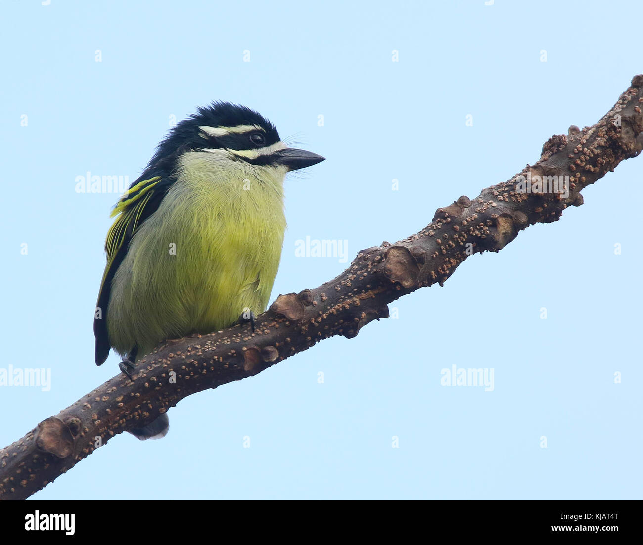 Yellow-rumped Tinkerbird at Eshowe, South Africa Stock Photo - Alamy