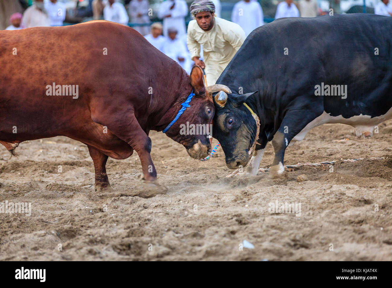 Man fighting with animals hi-res stock photography and images - Alamy