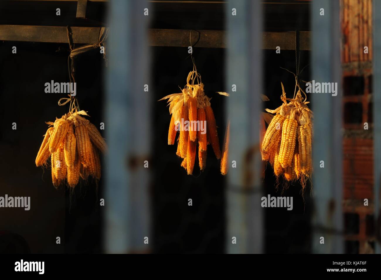 Indian corn pod hi-res stock photography and images - Alamy