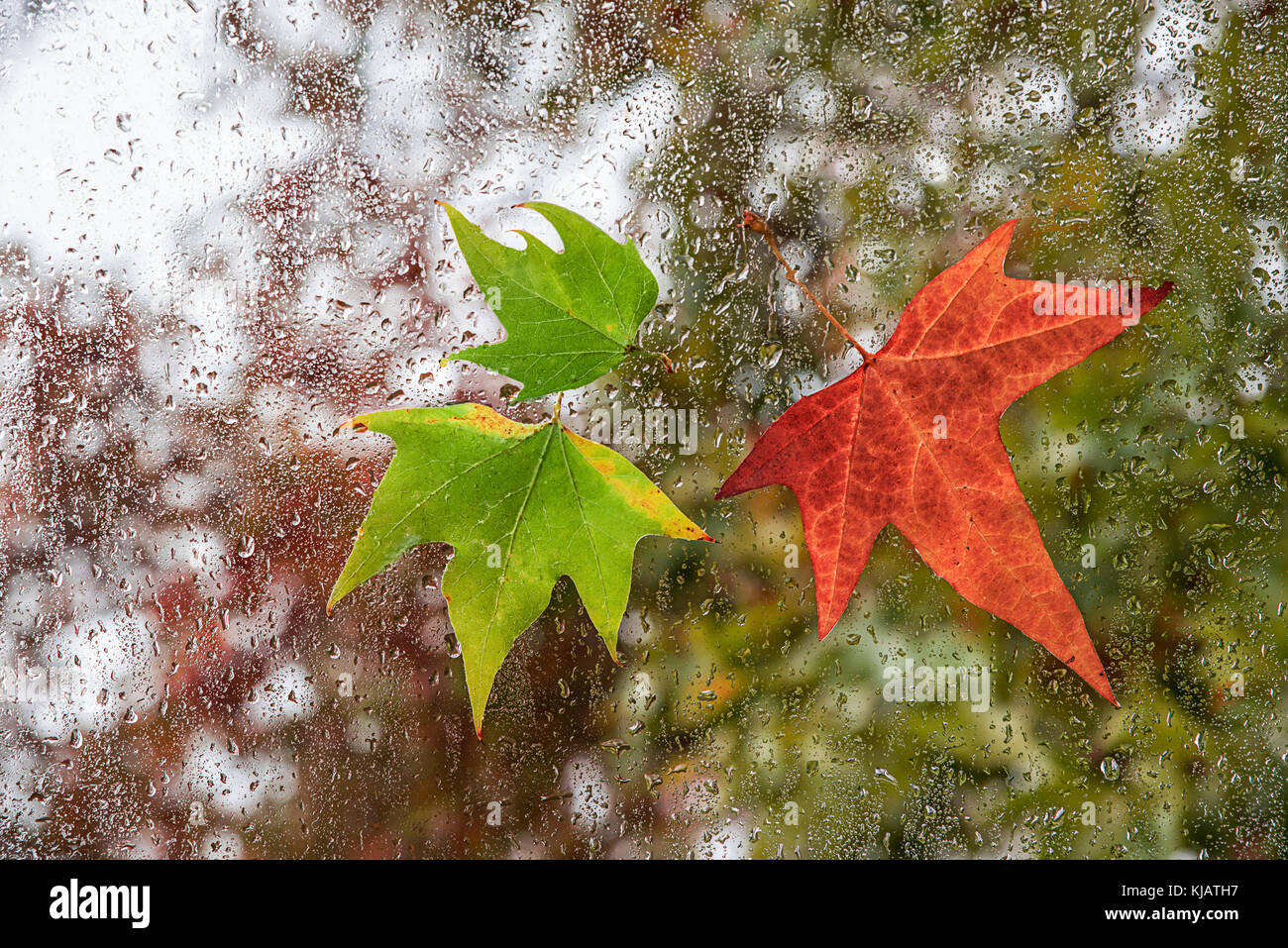 Leaves on the wet window, the rainy day of the autumn Stock Photo - Alamy