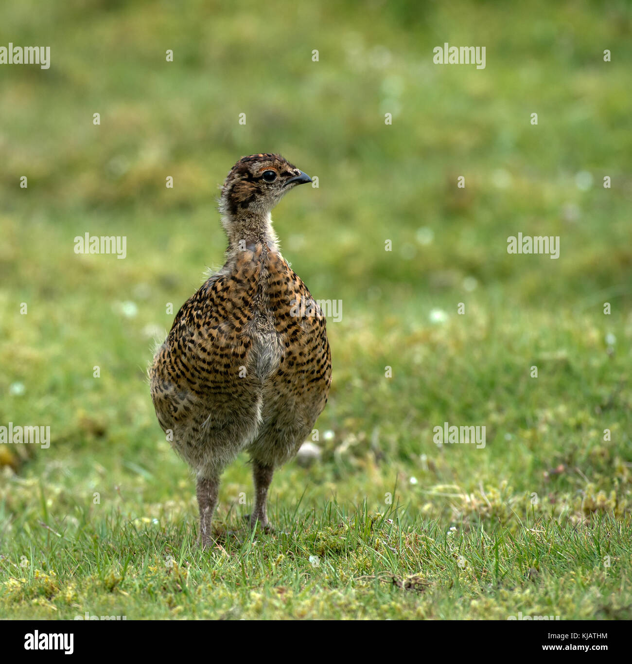 Red Grouse Chick - Lagopus lagopus scotica Stock Photo - Alamy