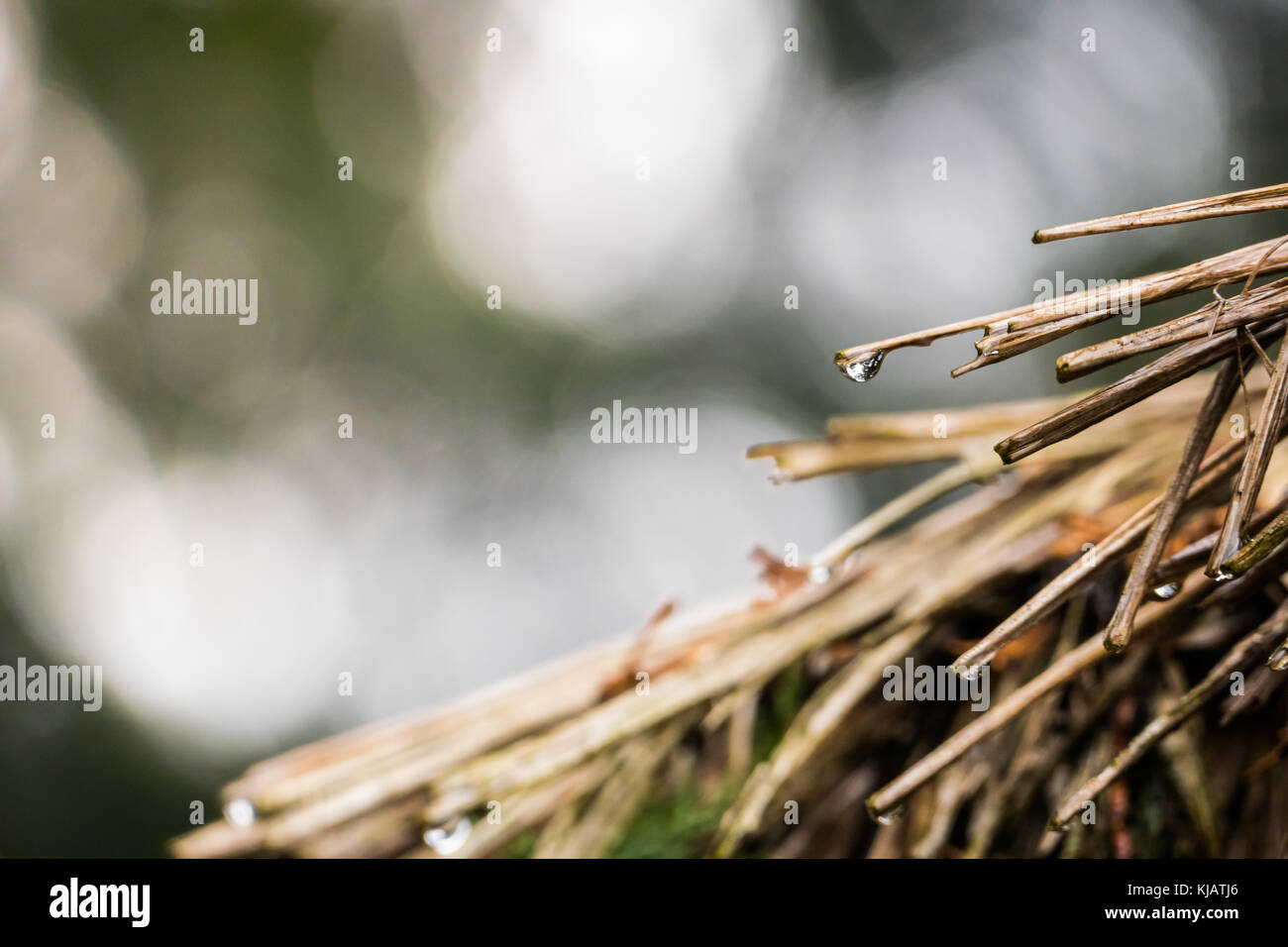 Rain dripping from thatch roof hi-res stock photography and images - Alamy