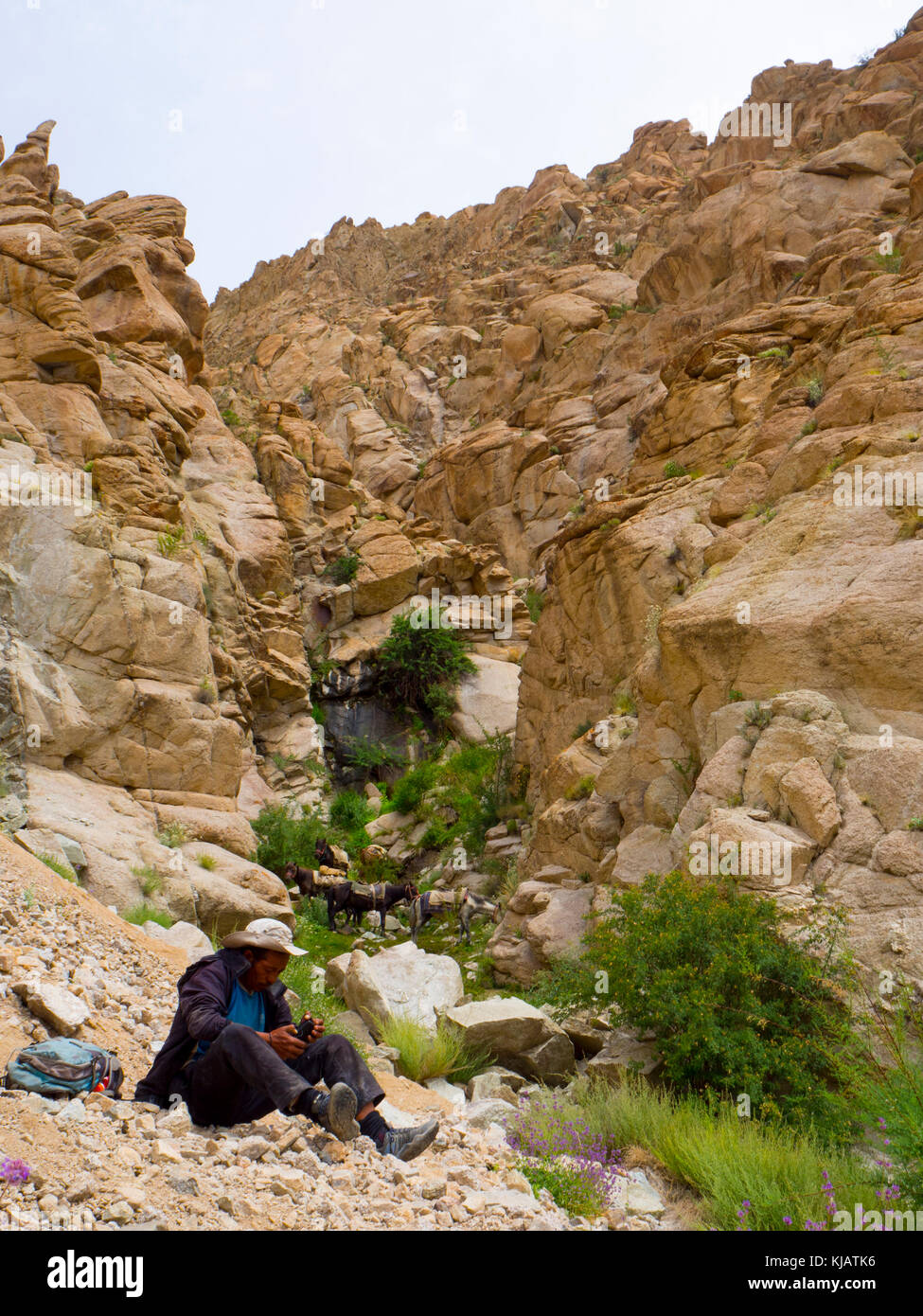 pony man - Sham Valley trek - landscapes - Ladakh India Stock Photo - Alamy