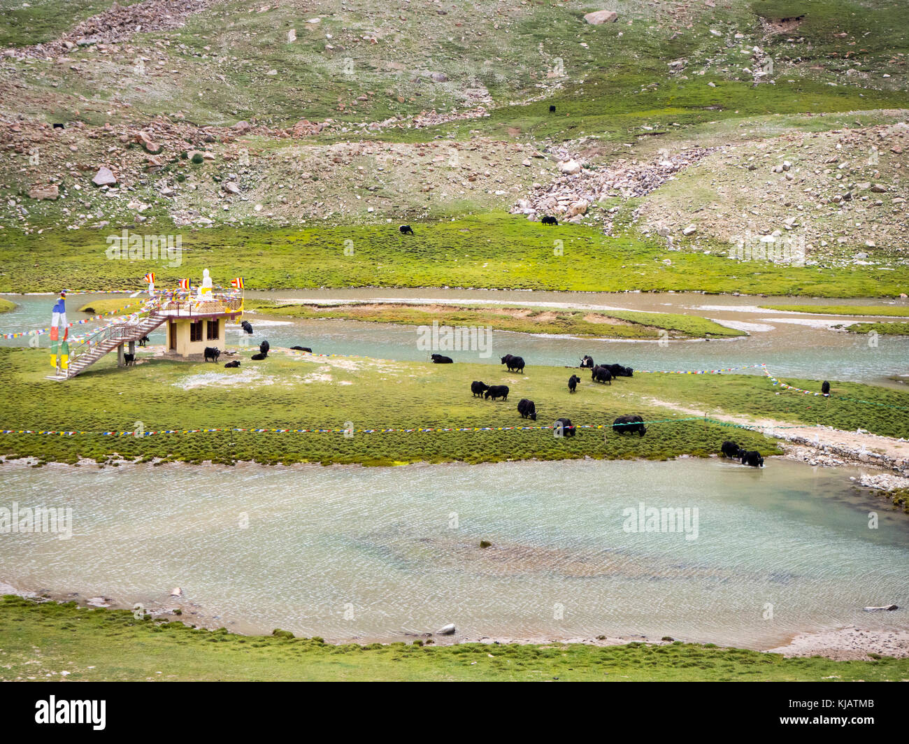 Yak in Ladakh India Stock Photo - Alamy