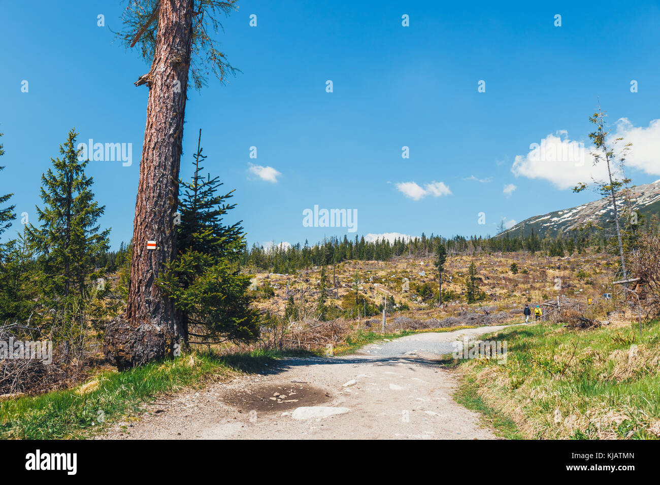 broken forest after mountain wind in the tatra mountains Stock Photo ...