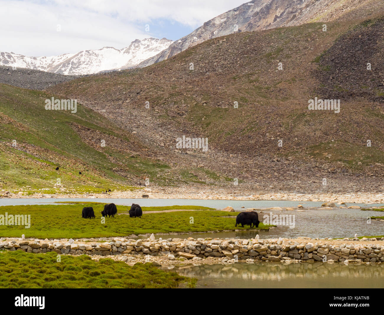 Yak in Ladakh India Stock Photo - Alamy