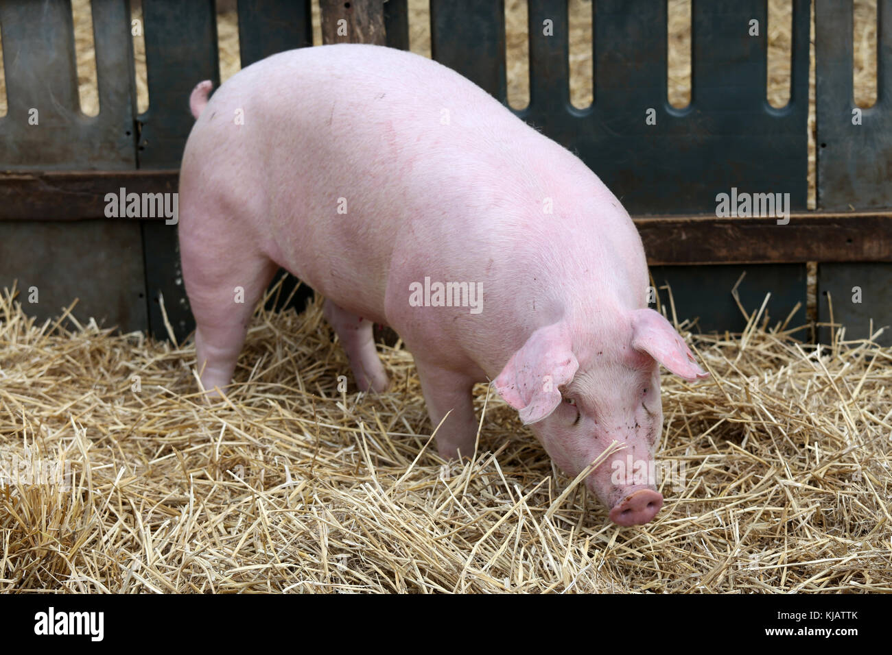 Beautiful young pig sow standing on fresh hay at bio farm rural scene ...
