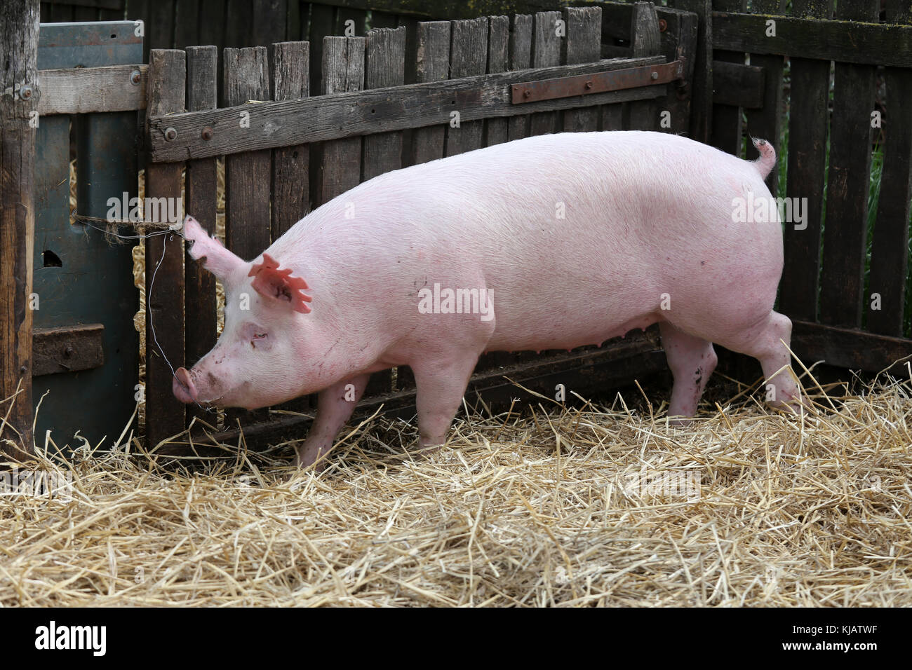 Breeding sow hi-res stock photography and images - Alamy