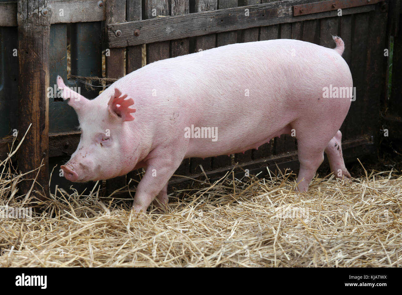 Young domestic peaceful happy pig runs across in the pigpen Stock Photo ...